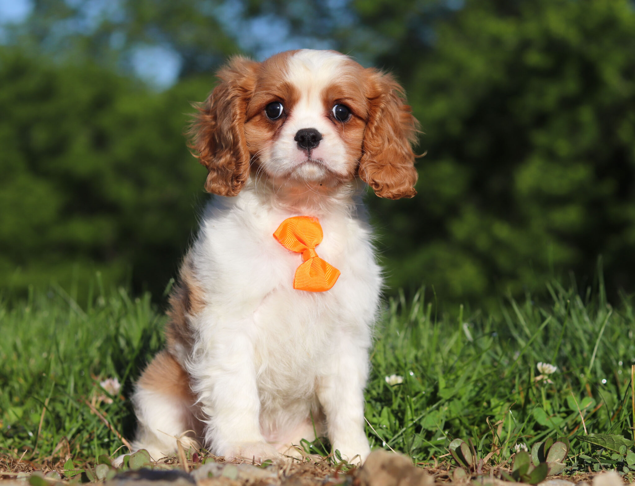 Available Puppies - My Cavalier Pups