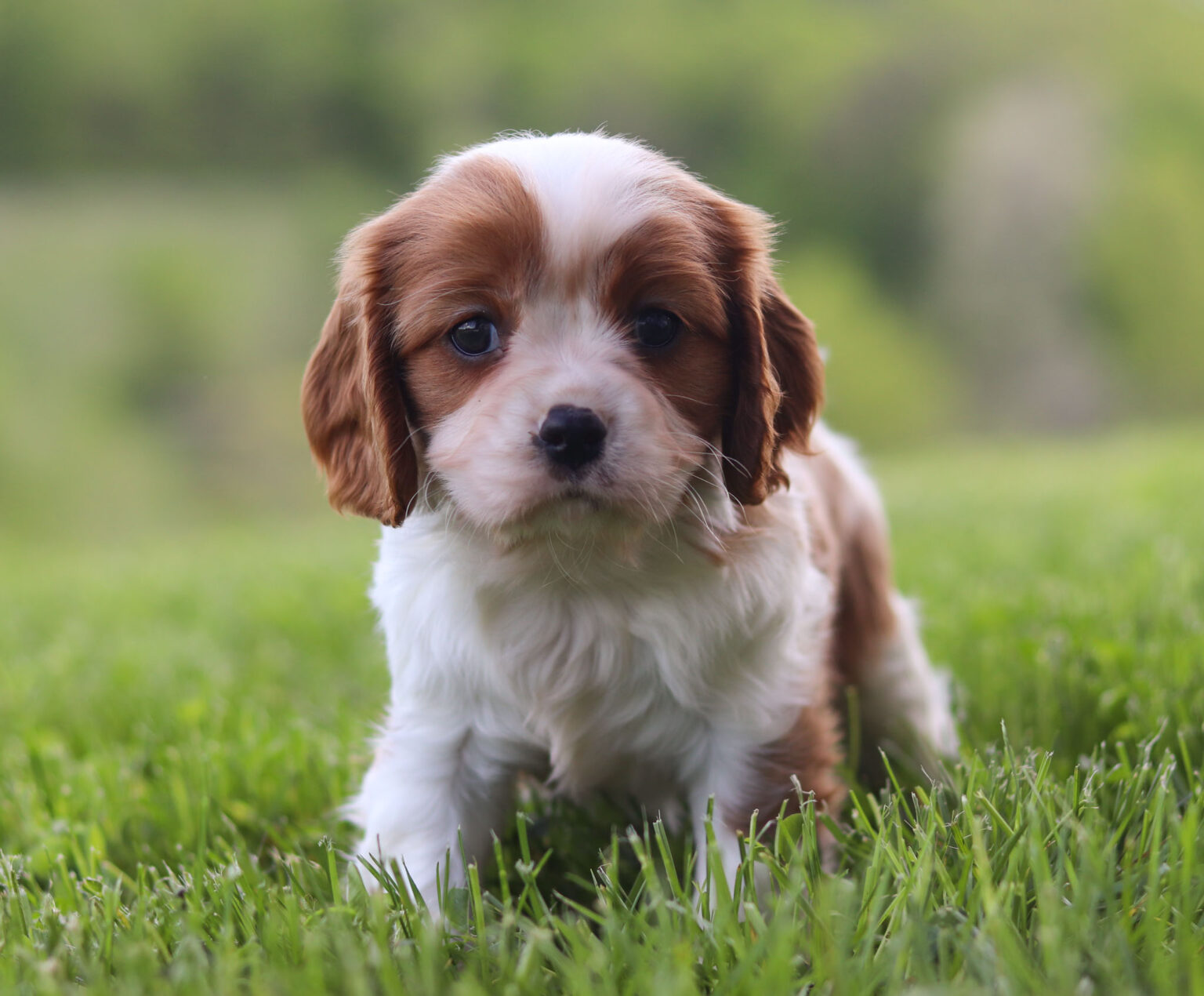 Available Puppies - My Cavalier Pups