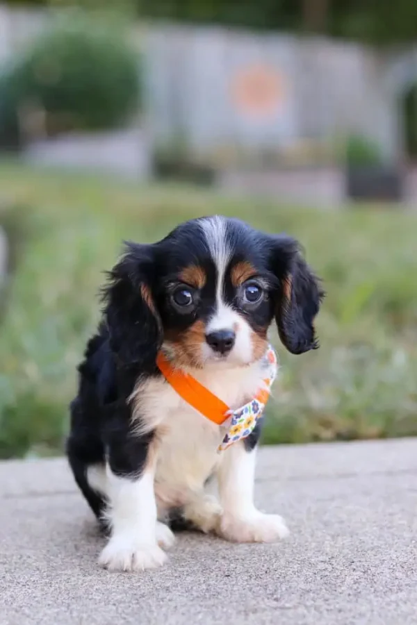 Nico - My Cavalier Pups