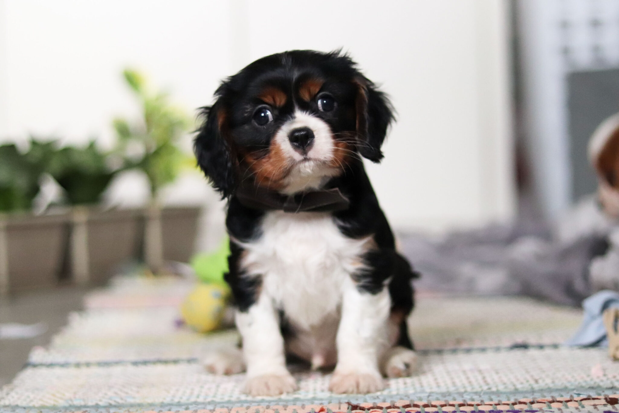 Available Puppies - My Cavalier Pups