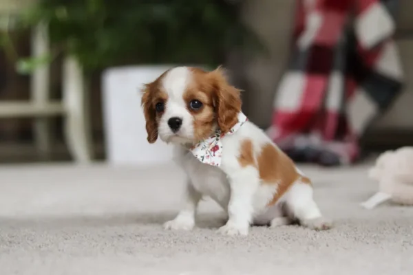 Janie - My Cavalier Pups